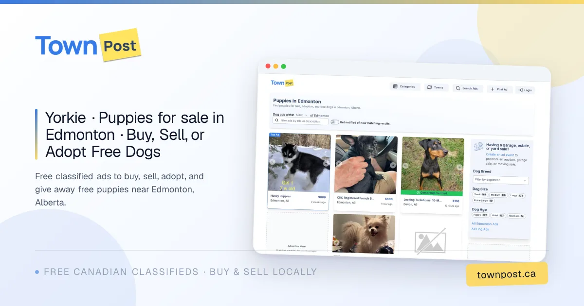 Yorkie · Puppies for sale in Edmonton · Buy, Sell, or Adopt Free Dogs ...